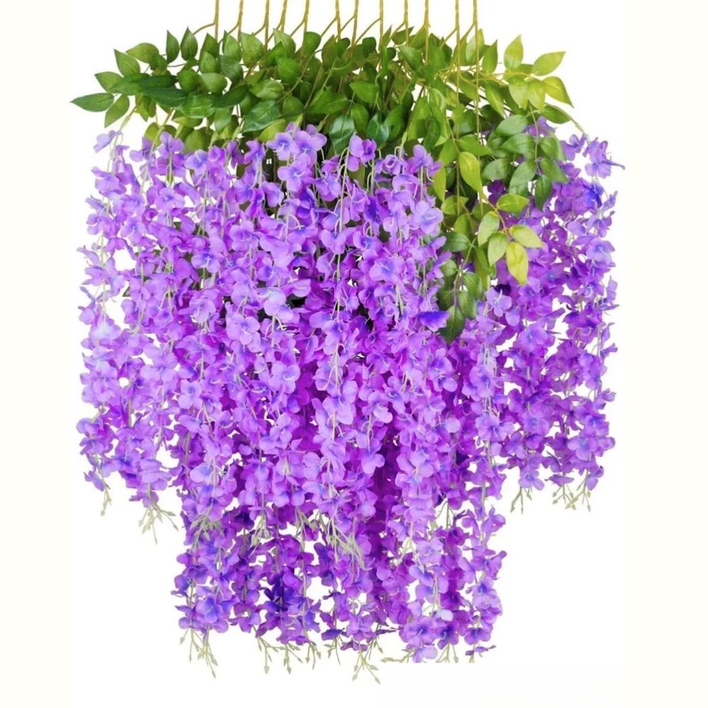 Pack Enredadera Glicina Flor Violeta 12 Unidades