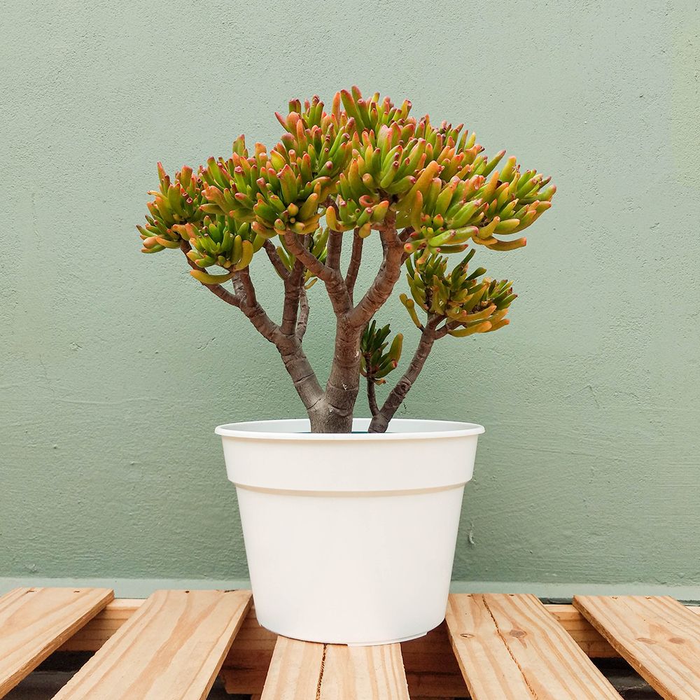 Set x 4 Maceta Clasica Blanca Beruplast