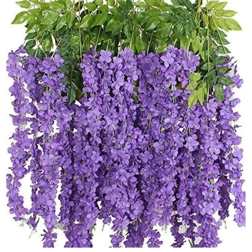Pack Enredadera Glicina Flor Violeta 12 Unidades